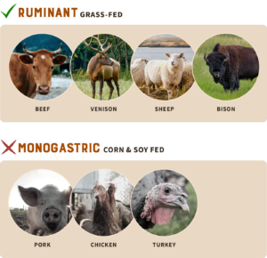 The Ultimate Guide To The Animal-Based Diet