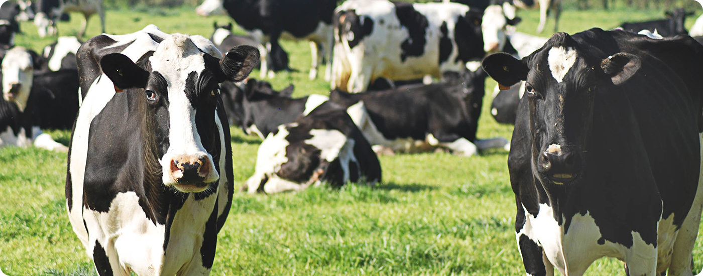 Plant-Based To Animal-Based: 7 Steps For An Easy Transition