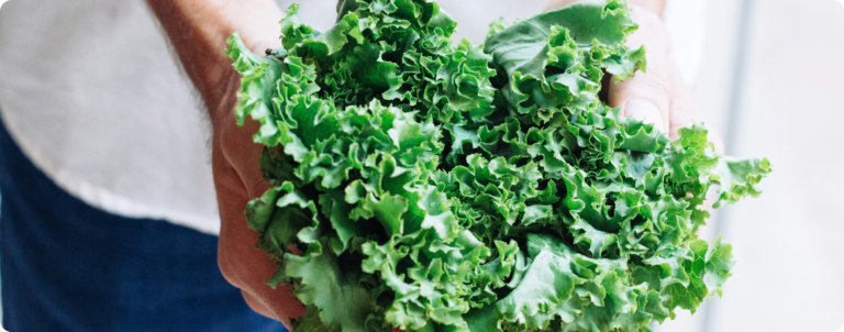 The Beginner's Guide To Plant Toxins (Why Antinutrients Matter)