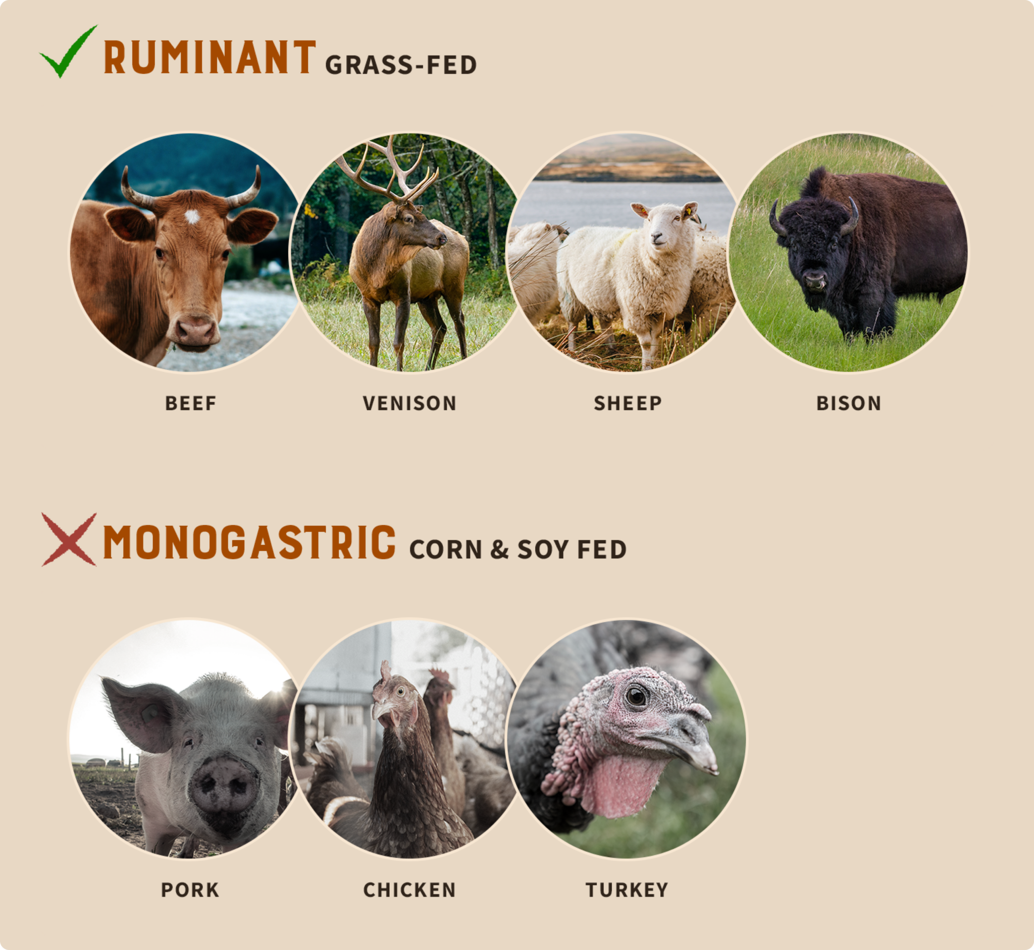 What To Eat On A Carnivore Diet (Food List And Meal Plan!)