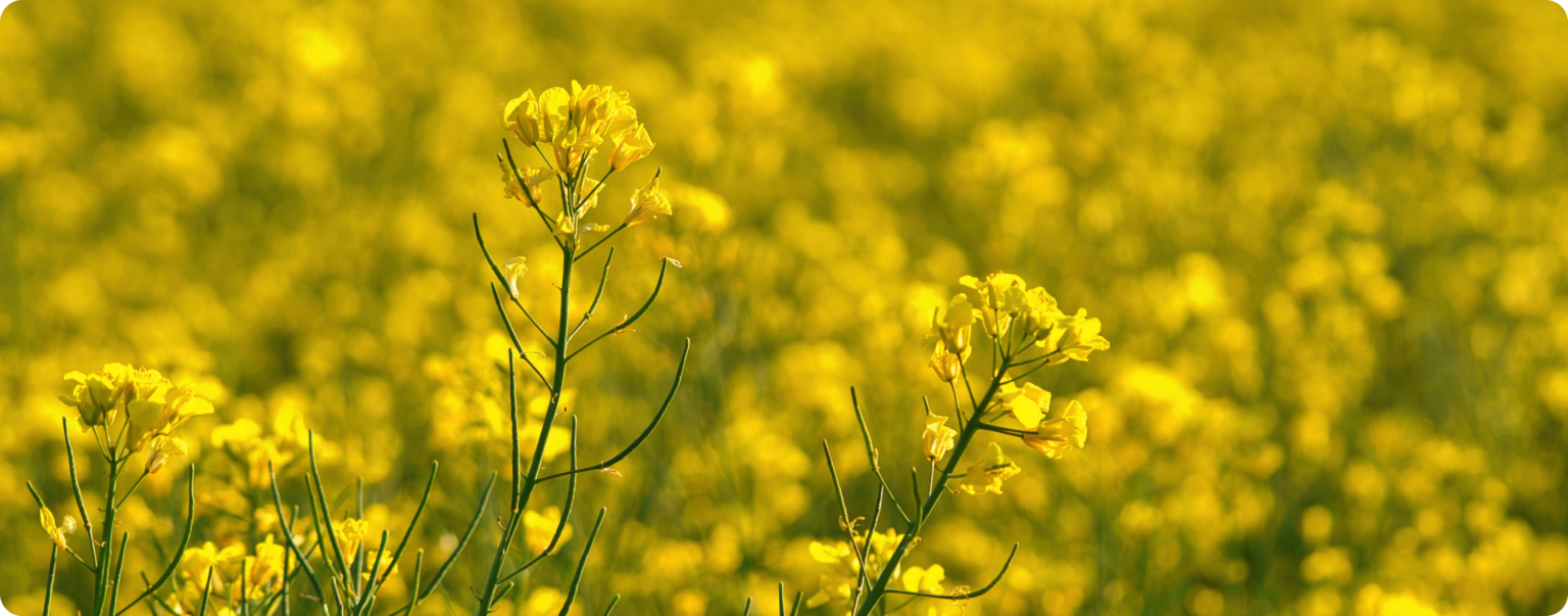 Is Canola Oil Bad For You? Here's What You Need To Know