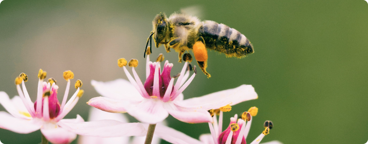 Is Canola Oil Bad For You? Here's What You Need To Know