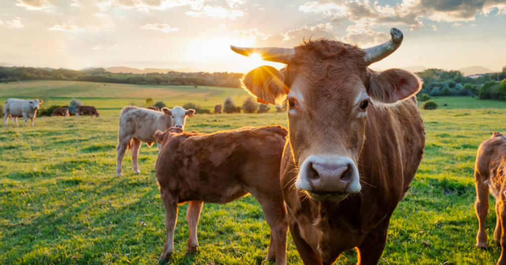 8 Amazing Beef Tallow Benefits & How To Make It