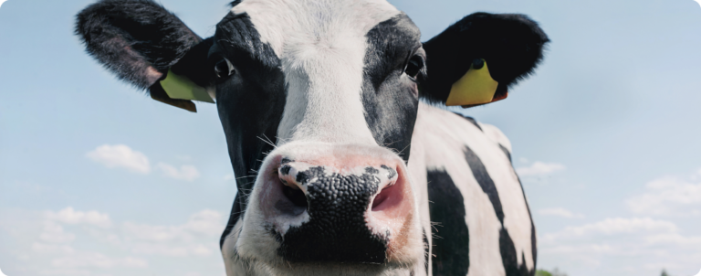 8 Amazing Beef Tallow Benefits & How To Make It