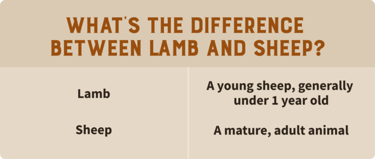 Is Lamb Good For You? 6 Benefits & Nutrition Facts