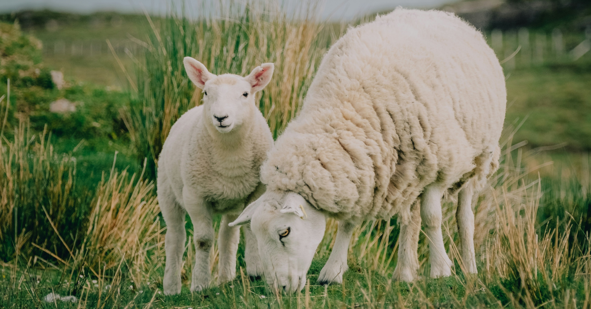 Is Lamb Good For You? 6 Benefits & Nutrition Facts