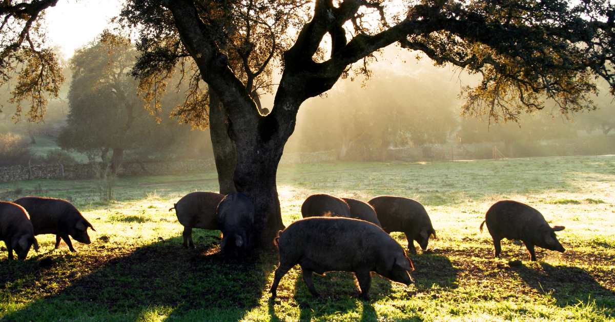 Is Pork Unhealthy? Read This Before You Eat It